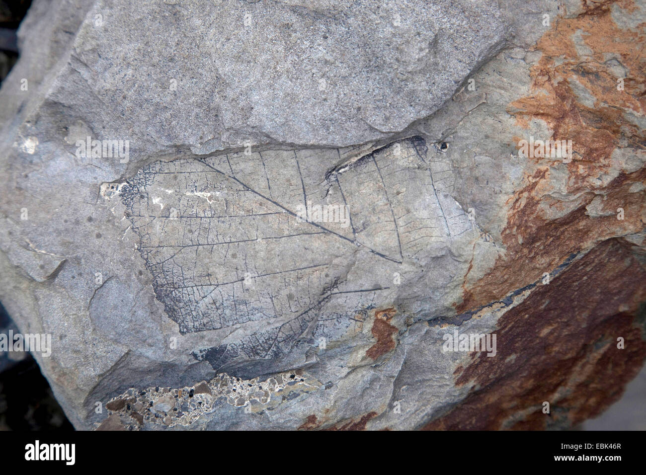 petrified leave of a tree, Norway, Svalbard, Longyearbyen Stock Photo ...
