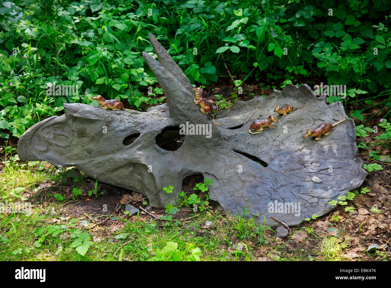 Purgatorius (Purgatorius), on a skull of a dinosaur, one of the oldest ...