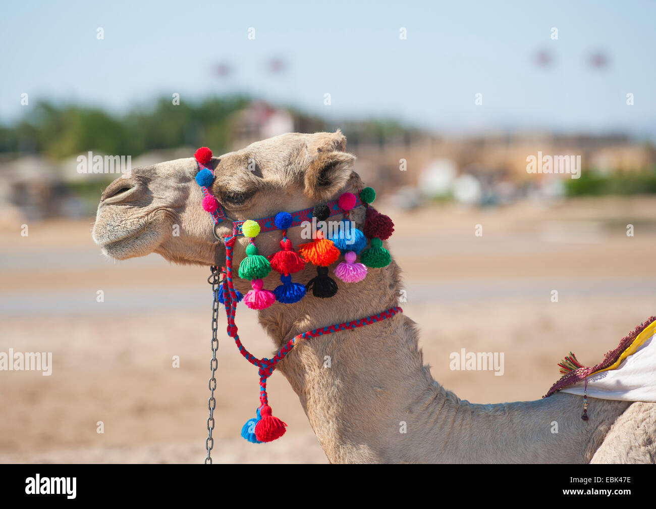 Camel with colorful bridle hi-res stock photography and images - Alamy