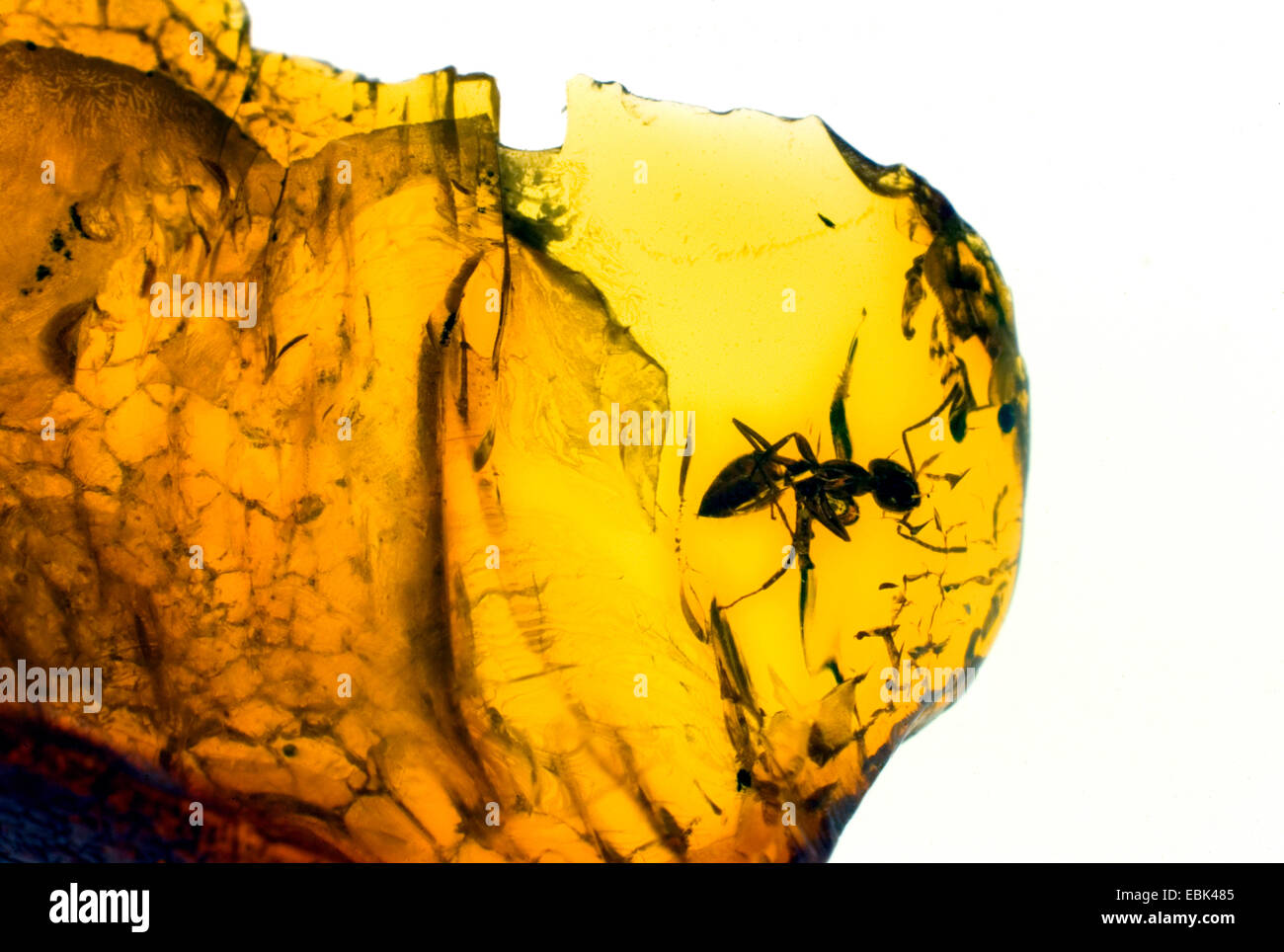 Baltic Sea Amber with insect incluses Stock Photo - Alamy