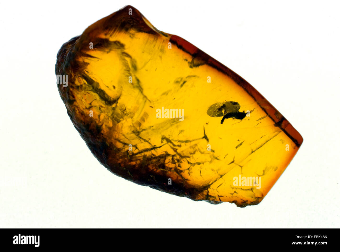 Baltic Sea Amber with insect incluses Stock Photo - Alamy