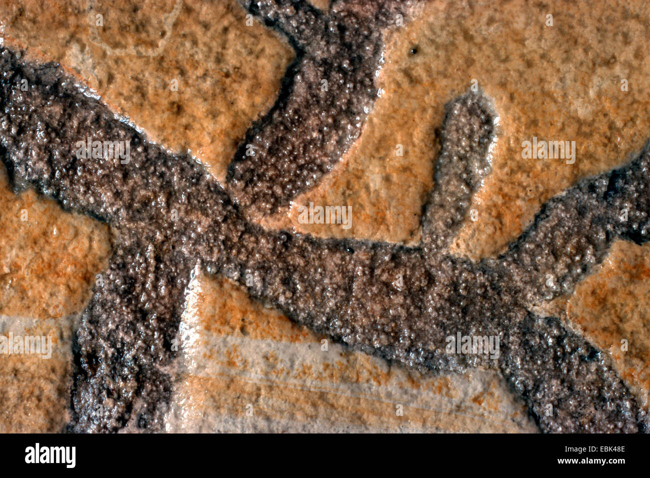 fossilized sponge, upper Cretaceous, Germany, Solnhofen Stock Photo - Alamy