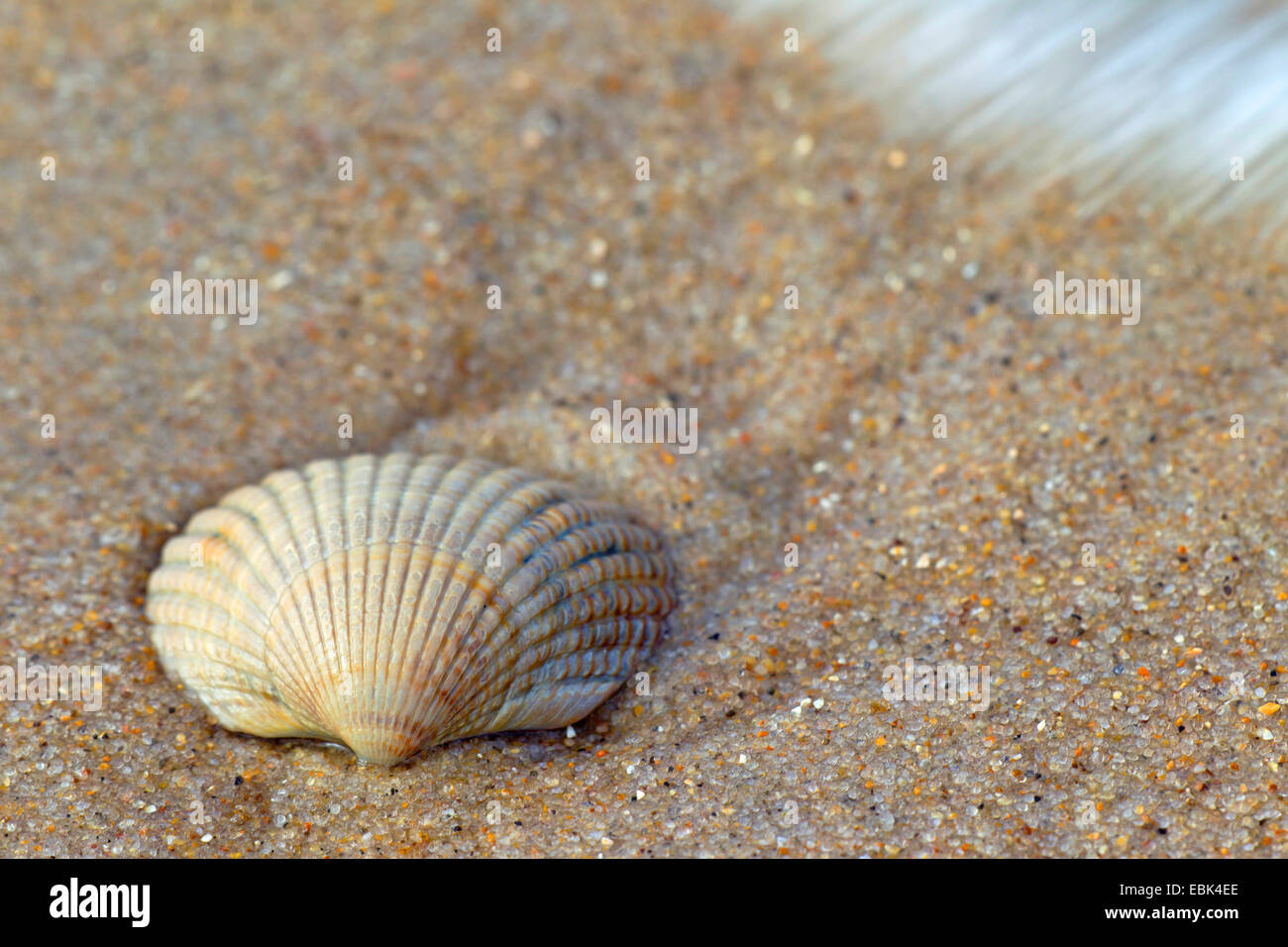common cockle, common European cockle, edible cockle (Cerastoderma ...