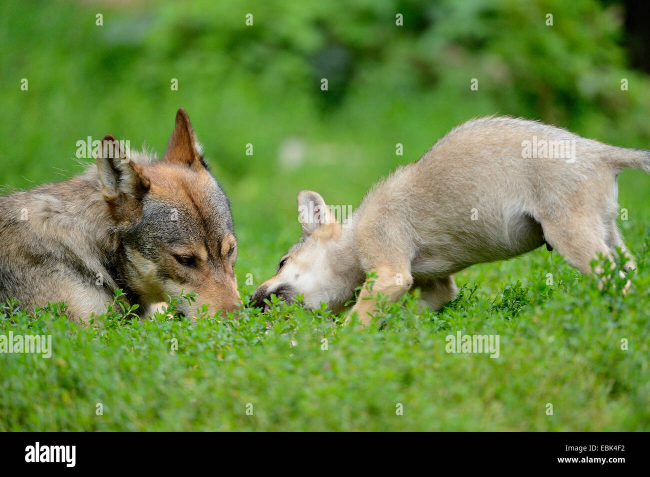 Mother wolf feeding puppy hi-res stock photography and images - Alamy