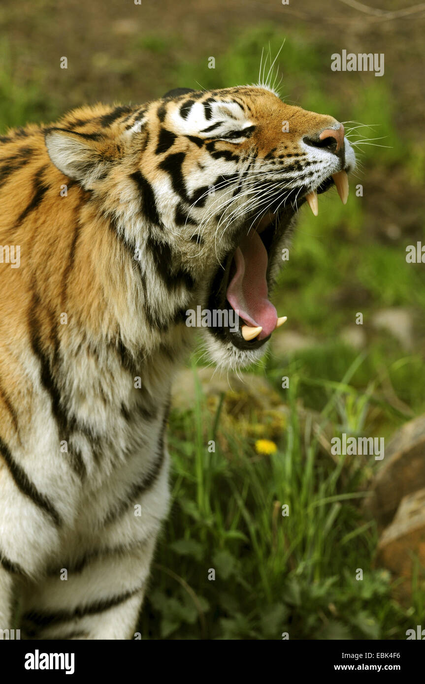 Tiger Growling Side View