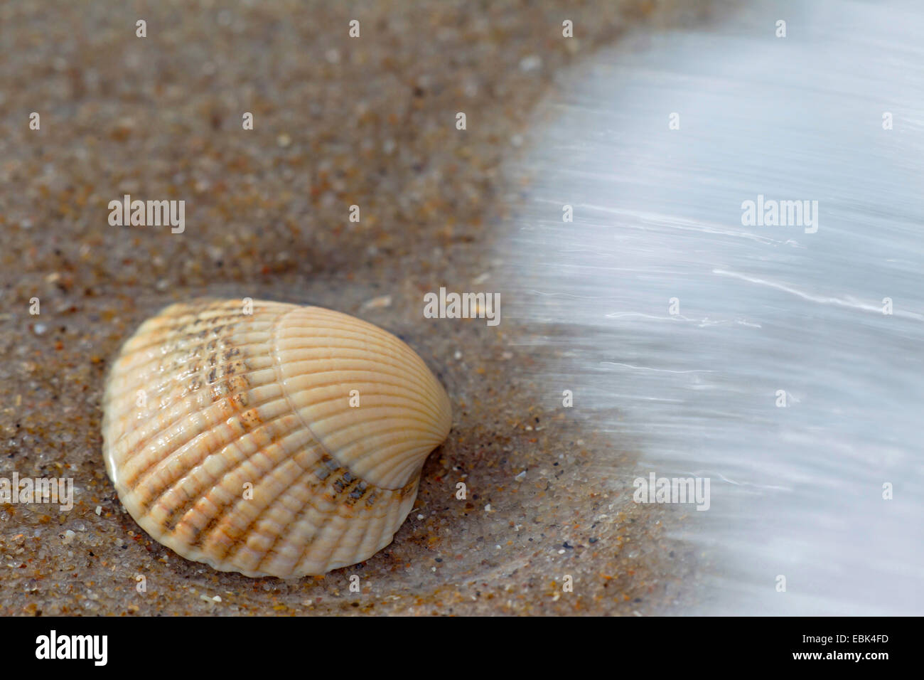 common cockle, common European cockle, edible cockle (Cerastoderma ...