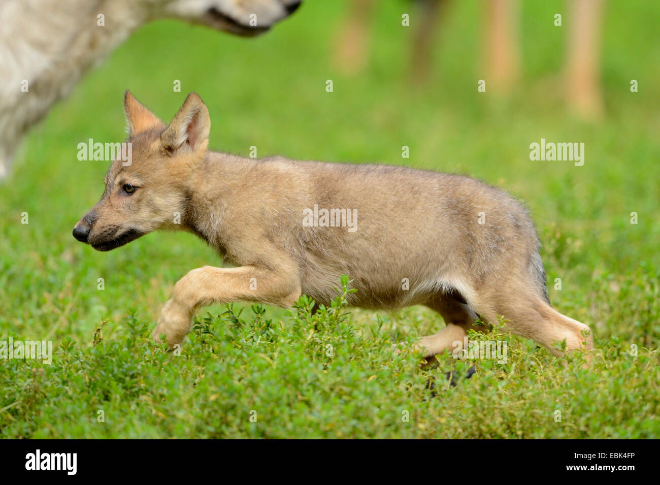 timber wolf (Canis lupus lycaon), wolf cup walking in a meadow Stock ...