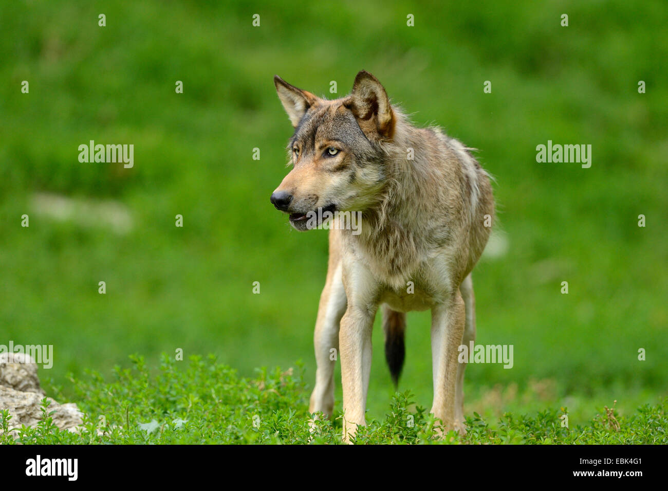 Wolf standing in meadow hi-res stock photography and images - Alamy