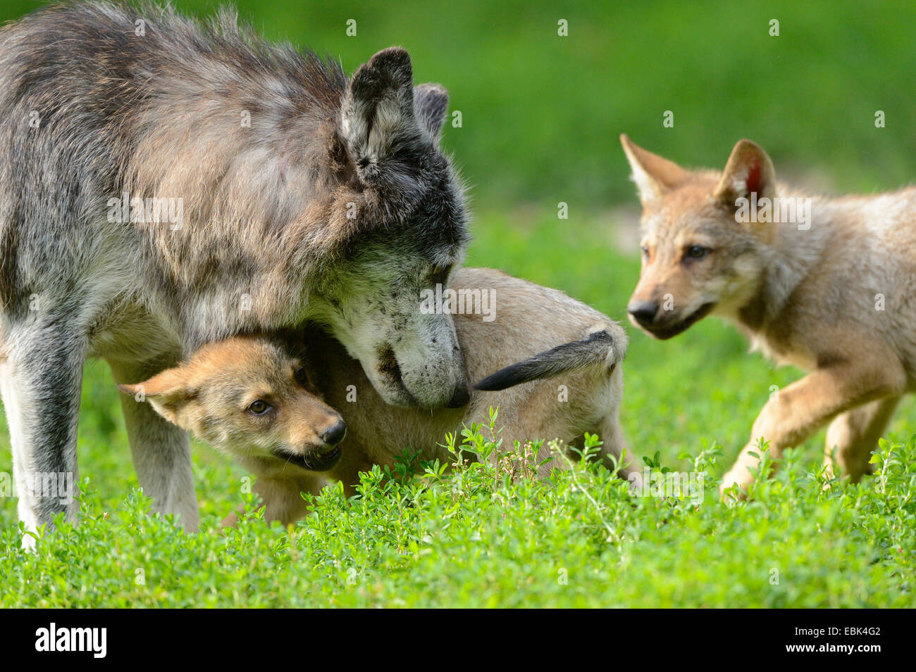 Wolf caring puppy hi-res stock photography and images - Alamy