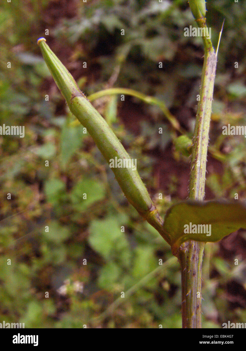 Charlock, Field mustard, Corn mustard (Sinapis arvensis), fruit ...