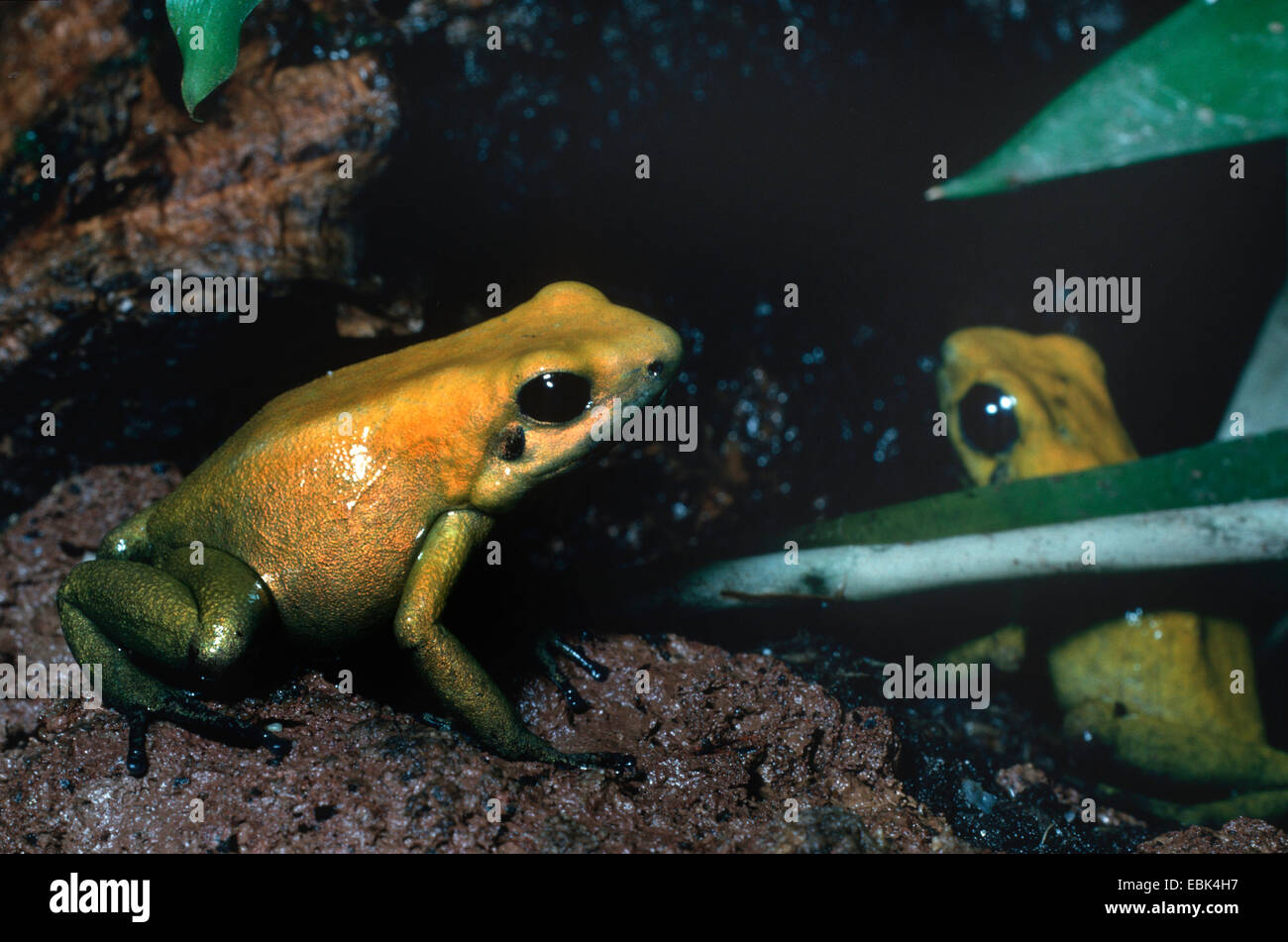 poison frog (Phyllobates bicolor), single individual Stock Photo - Alamy