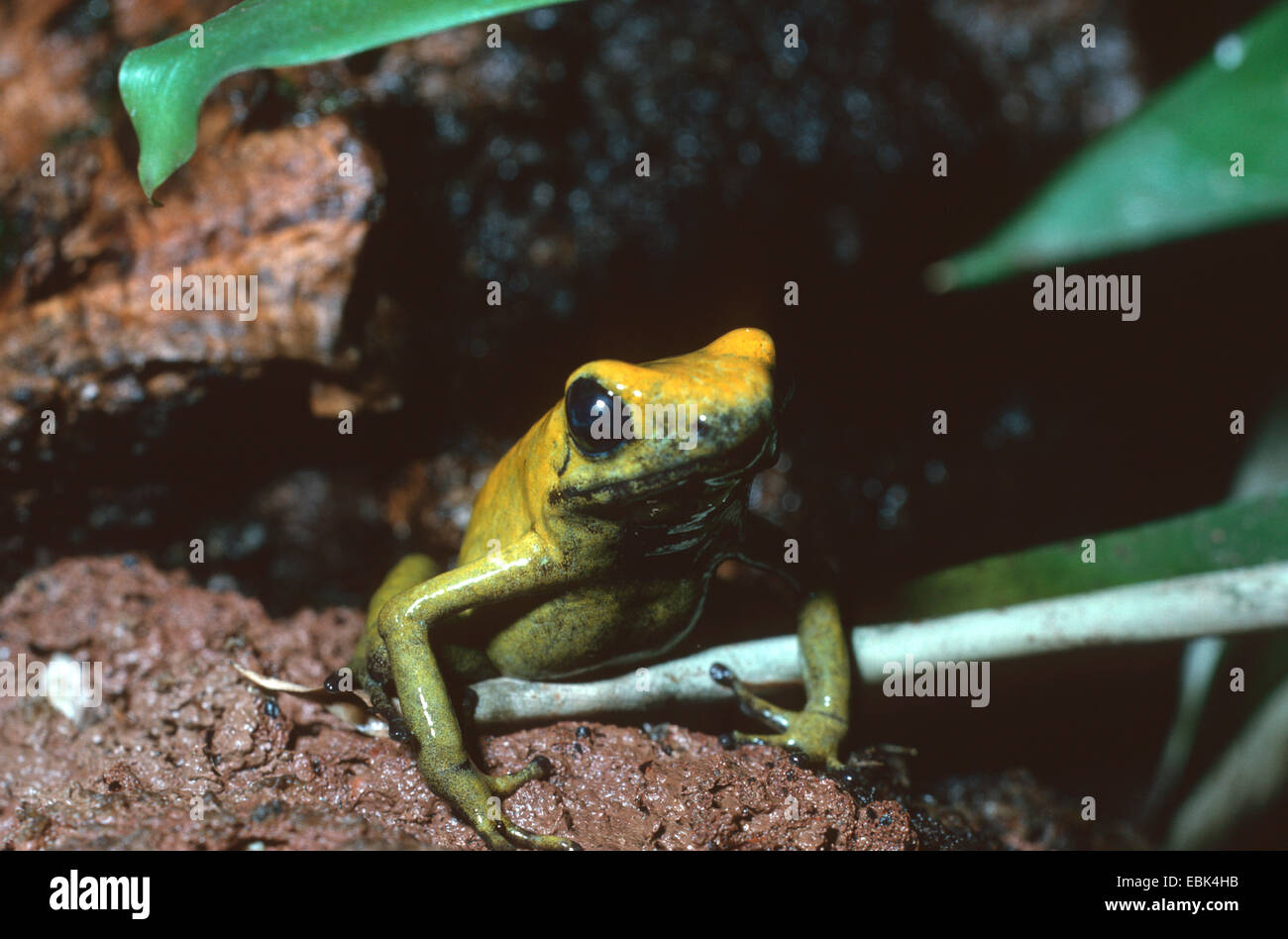 golden poison frog (Phyllobates terribilis), subadult individual Stock ...
