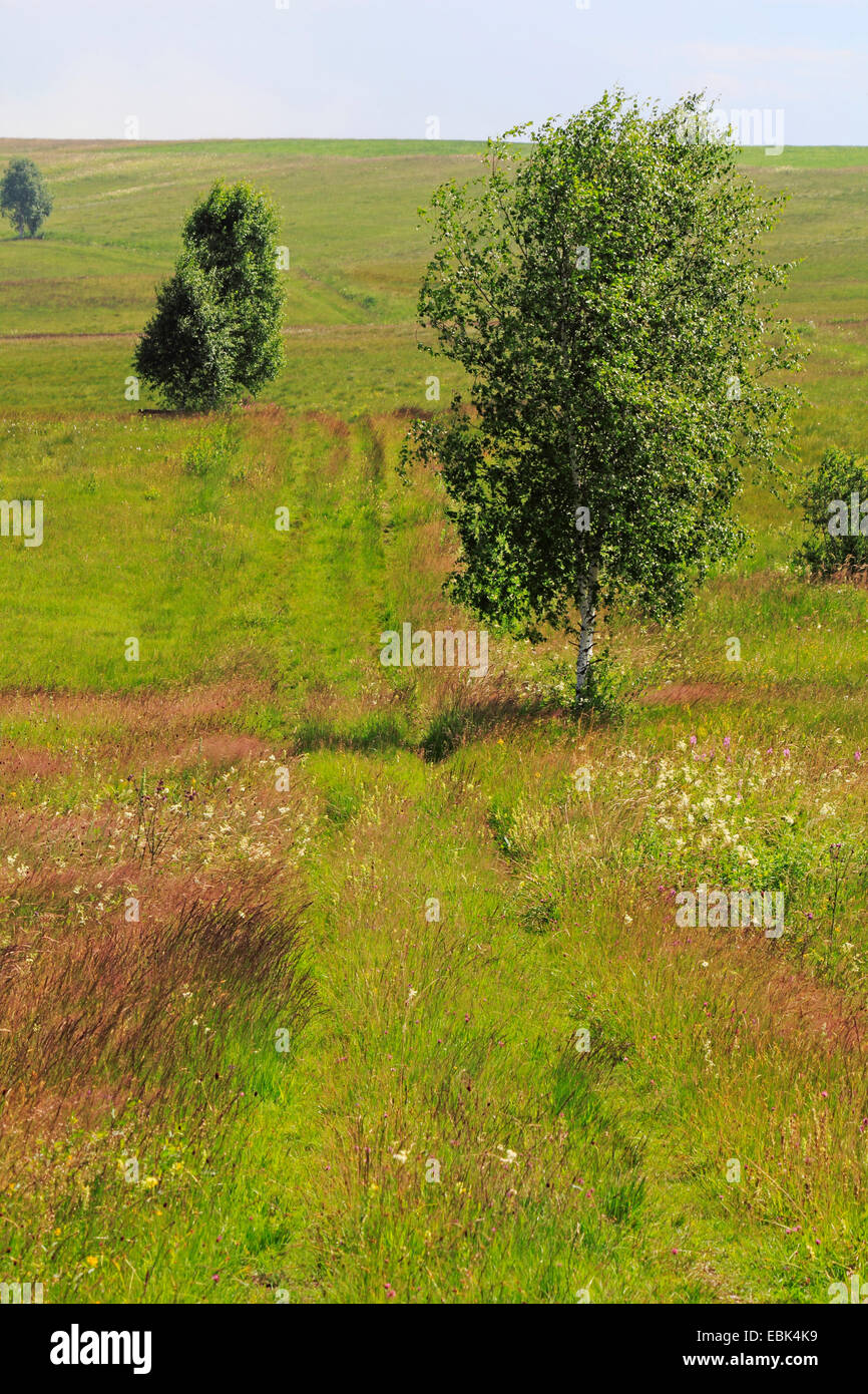 Alpine Meadow With Tree Stock Photos & Alpine Meadow With Tree Stock ...