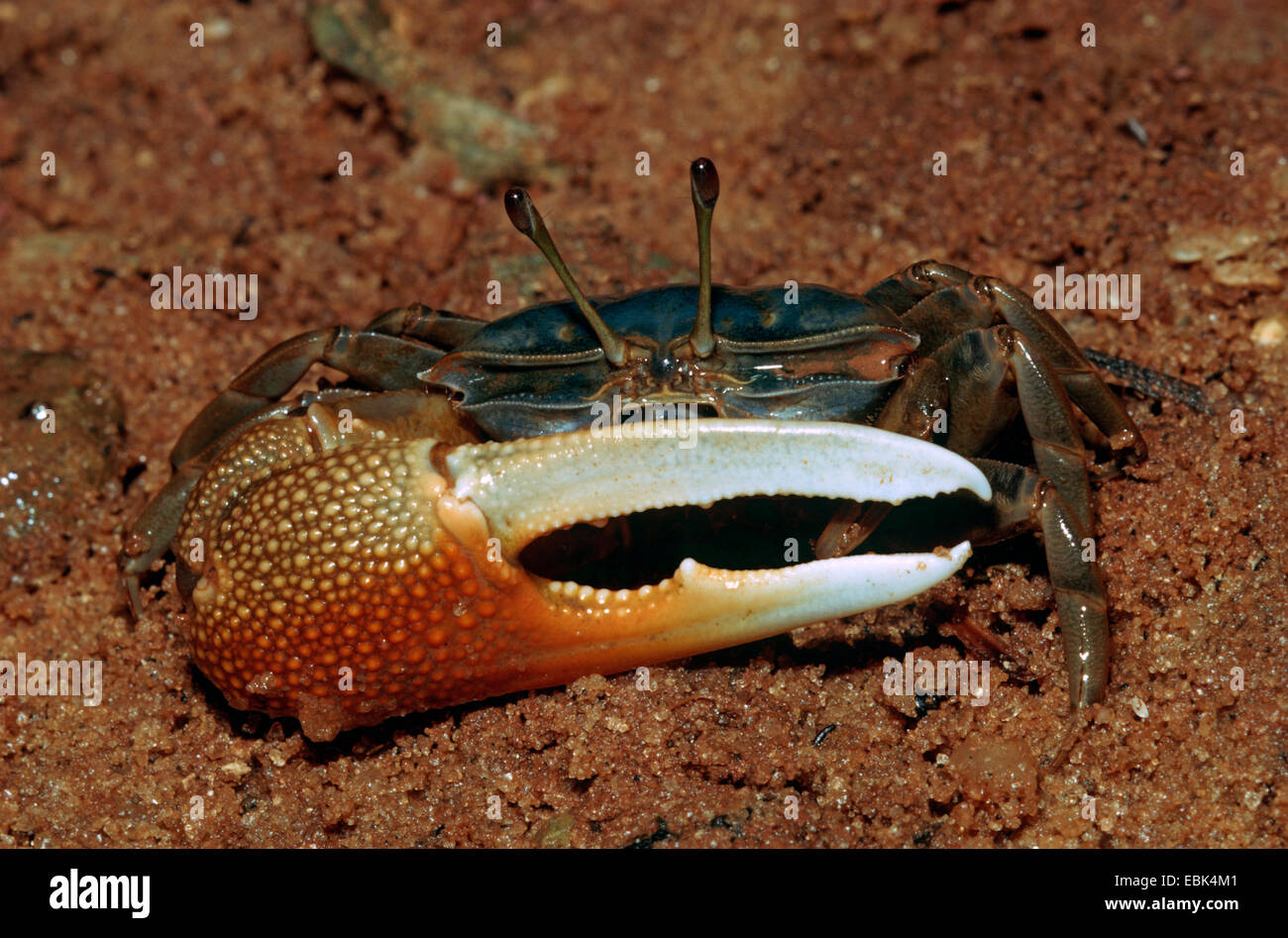 Fiddler crab uca urvillei hi-res stock photography and images - Alamy