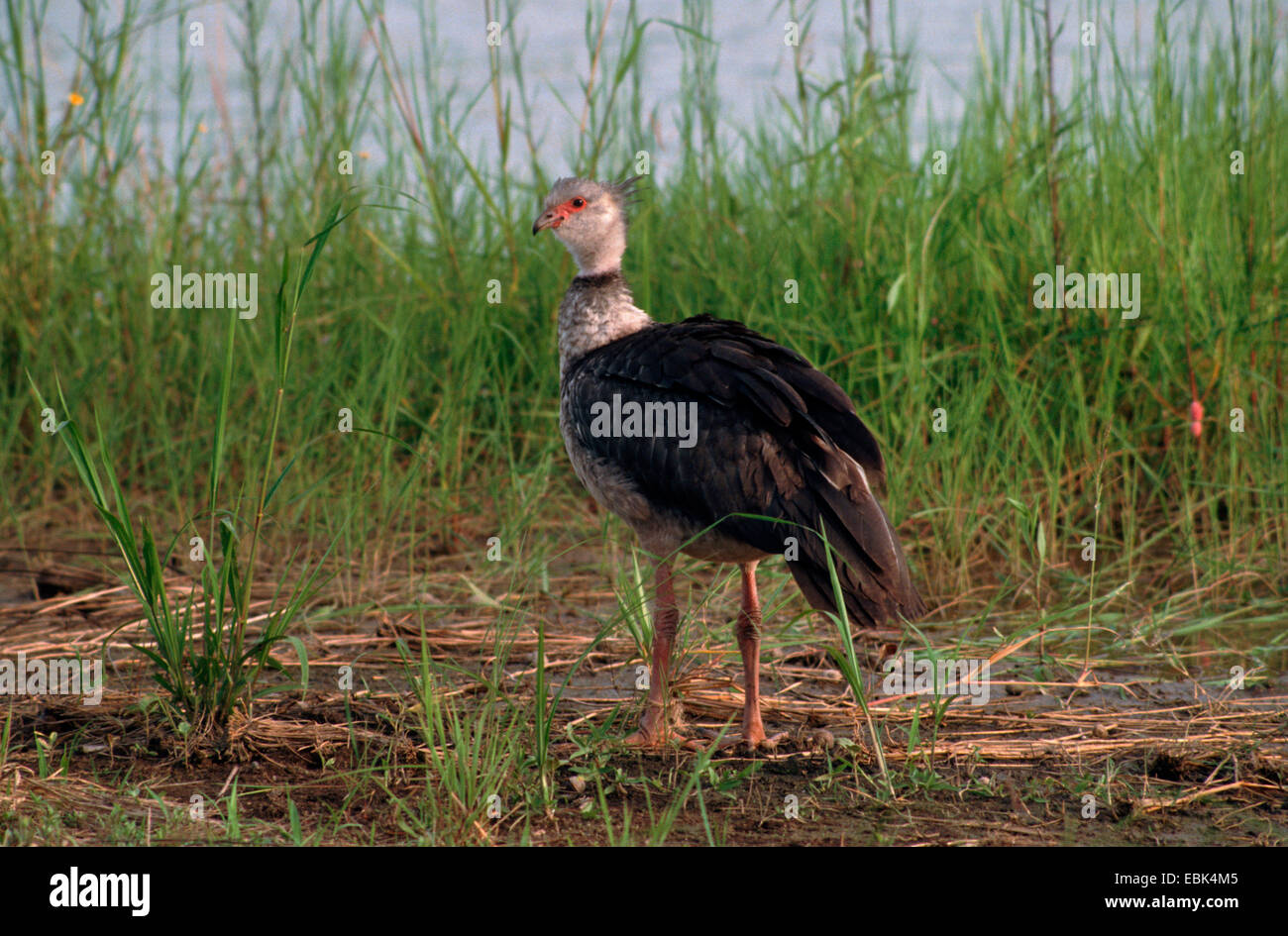 Crested screamer hi-res stock photography and images - Alamy