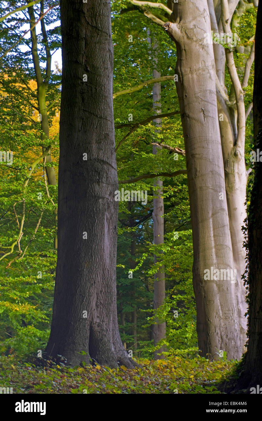 common beech (Fagus sylvatica), beech forest, Germany, Bremen-Lesum ...