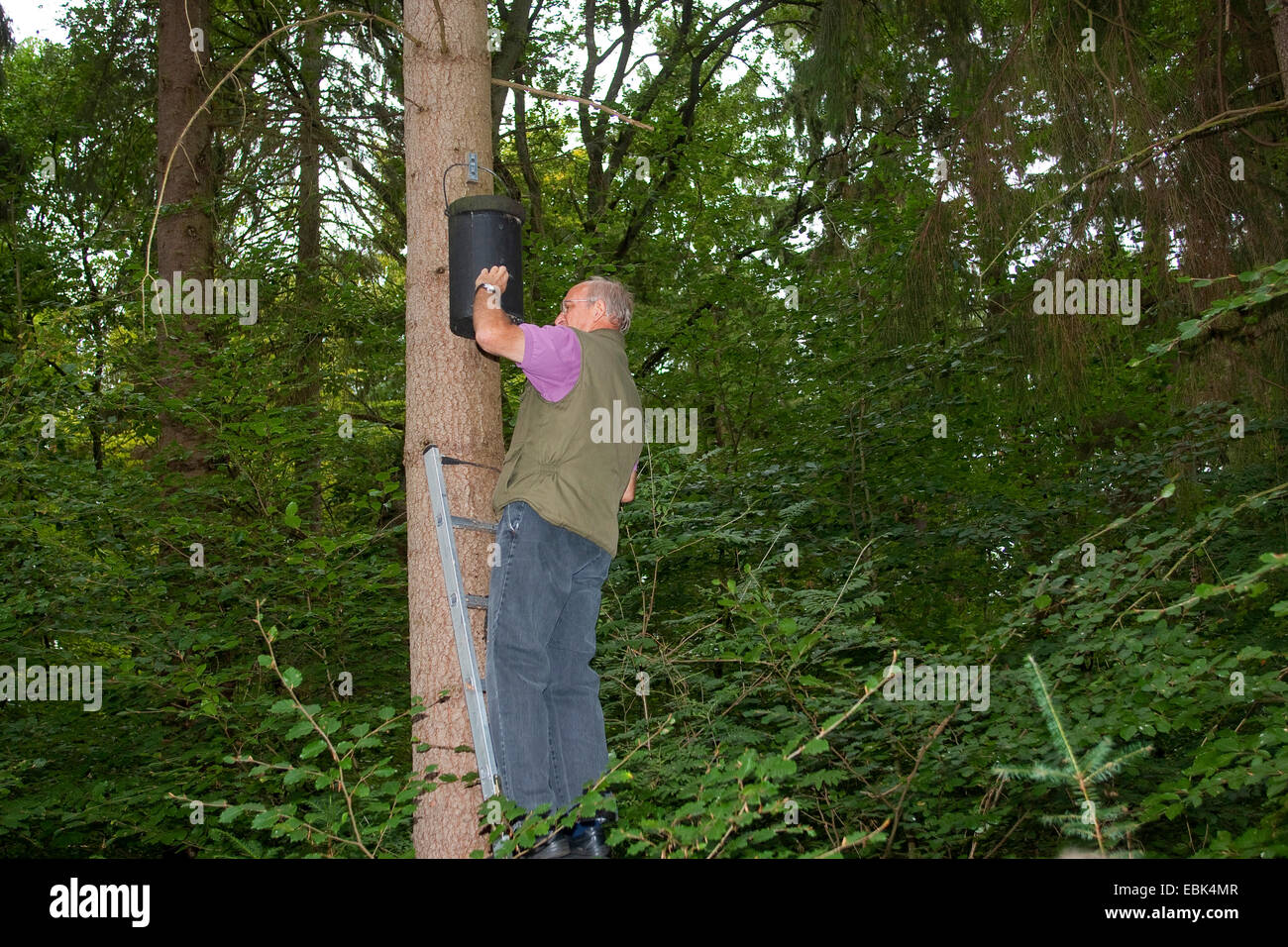conservationist controlling and cleaning a batbox, Germany Stock Photo ...