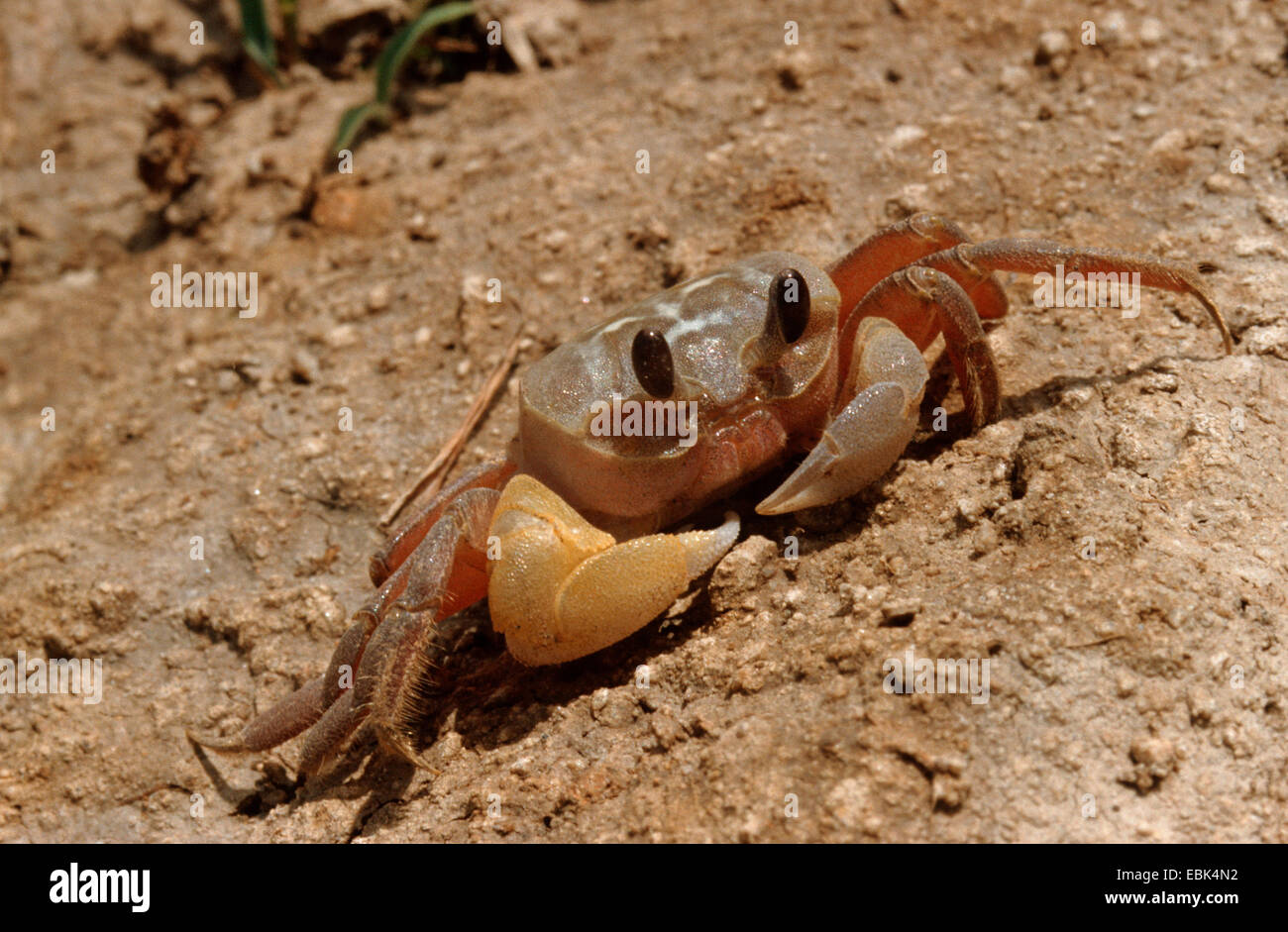 Ghost crab ocypode cordimana hi-res stock photography and images - Alamy