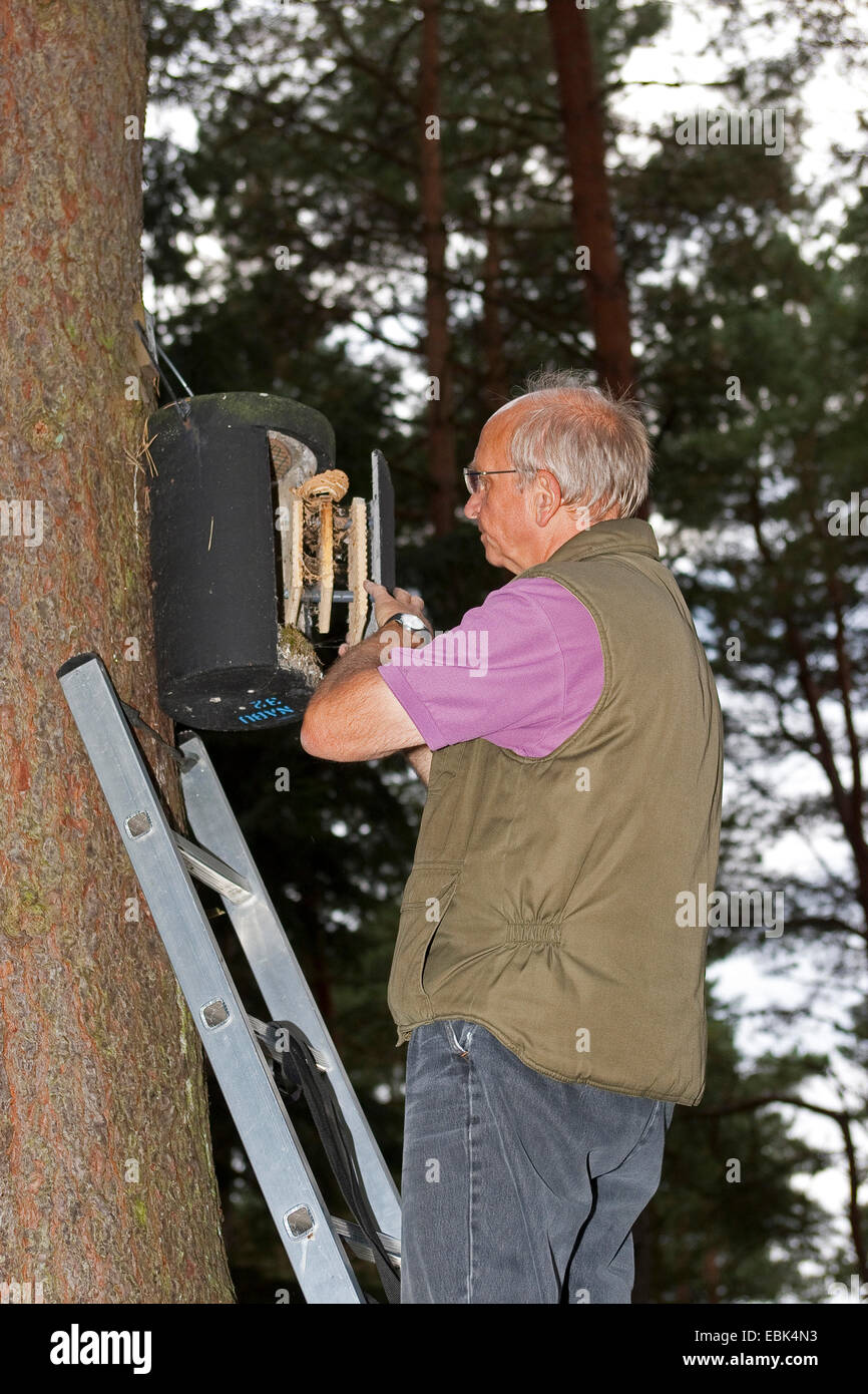 controlling and cleaning of a batbox, Germany Stock Photo - Alamy