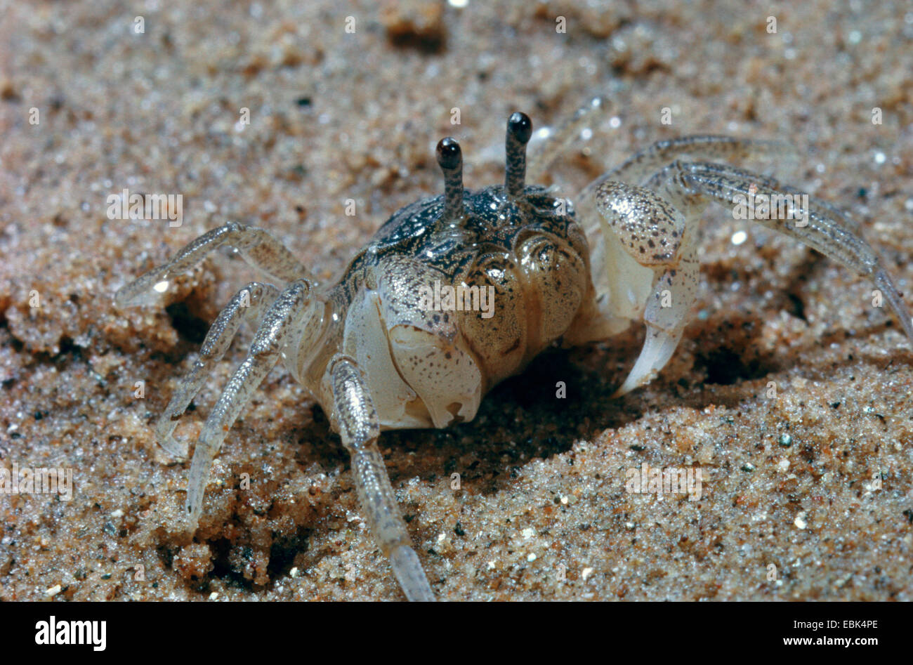 Soldier crab dotilla hi-res stock photography and images - Alamy