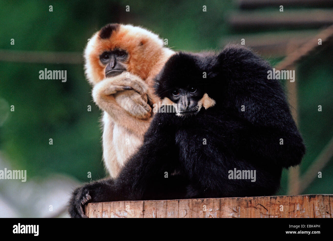 crested gibbon, black-crested Gibbon (Hylobates concolor), black and ...