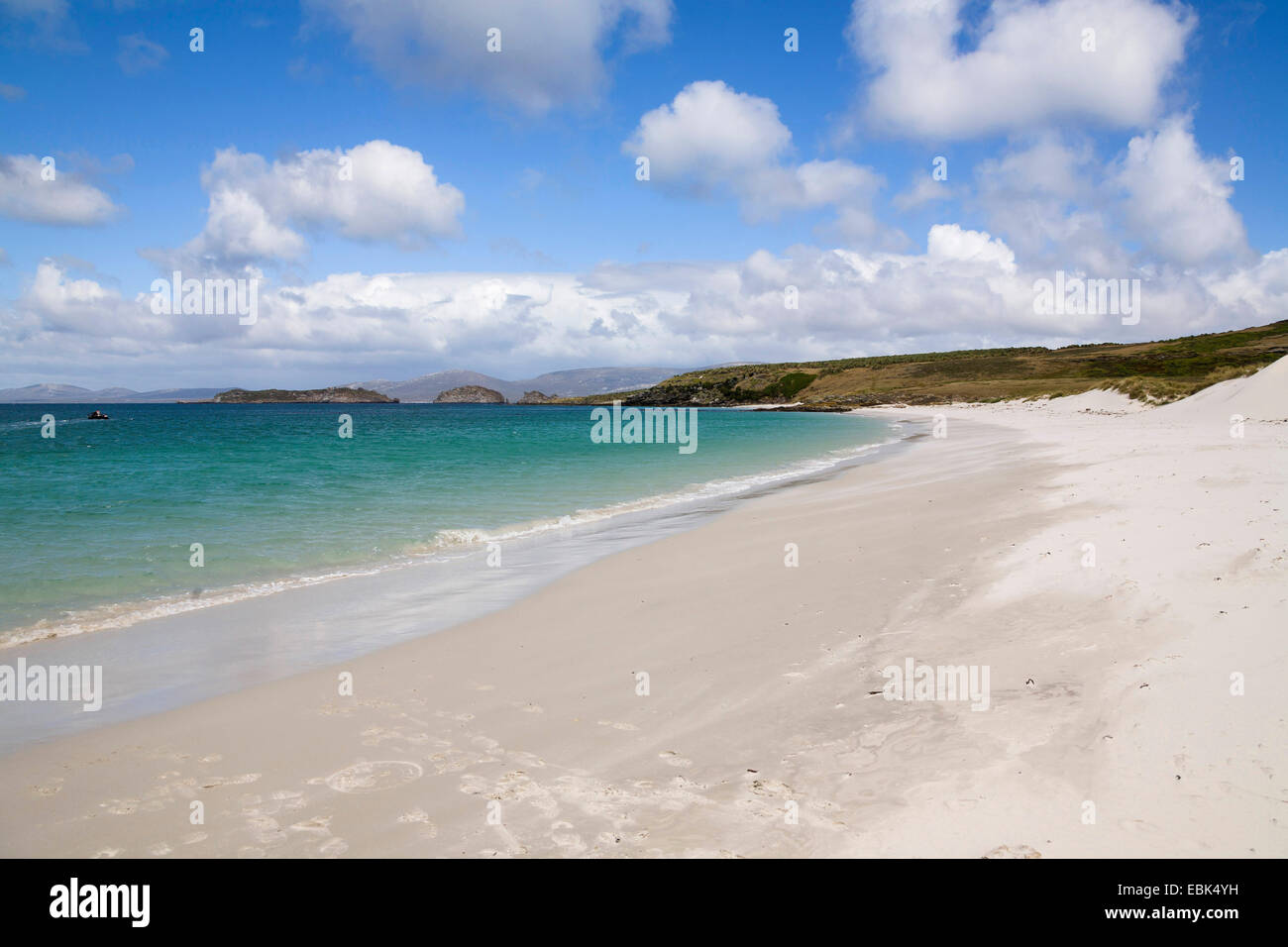 Beach on carcass island falkland hi-res stock photography and images ...