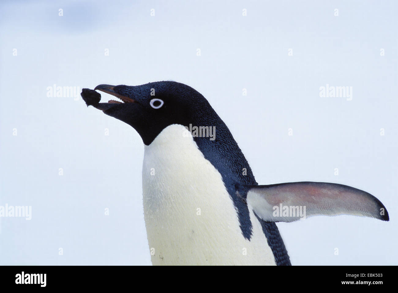 adelie penguin (Pygoscelis adeliae), with stone for the nest ...