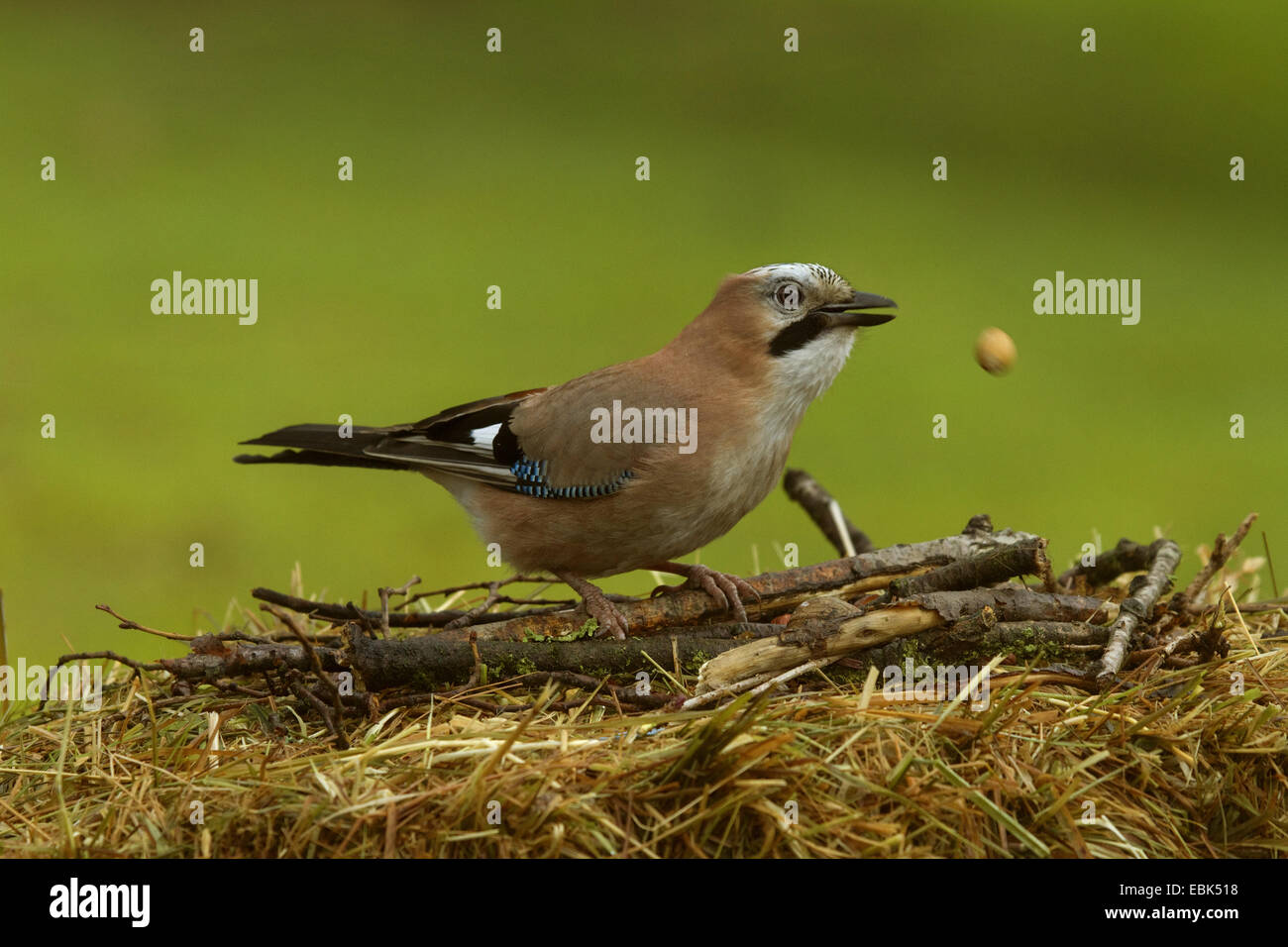 Jay with acorn hi-res stock photography and images - Alamy