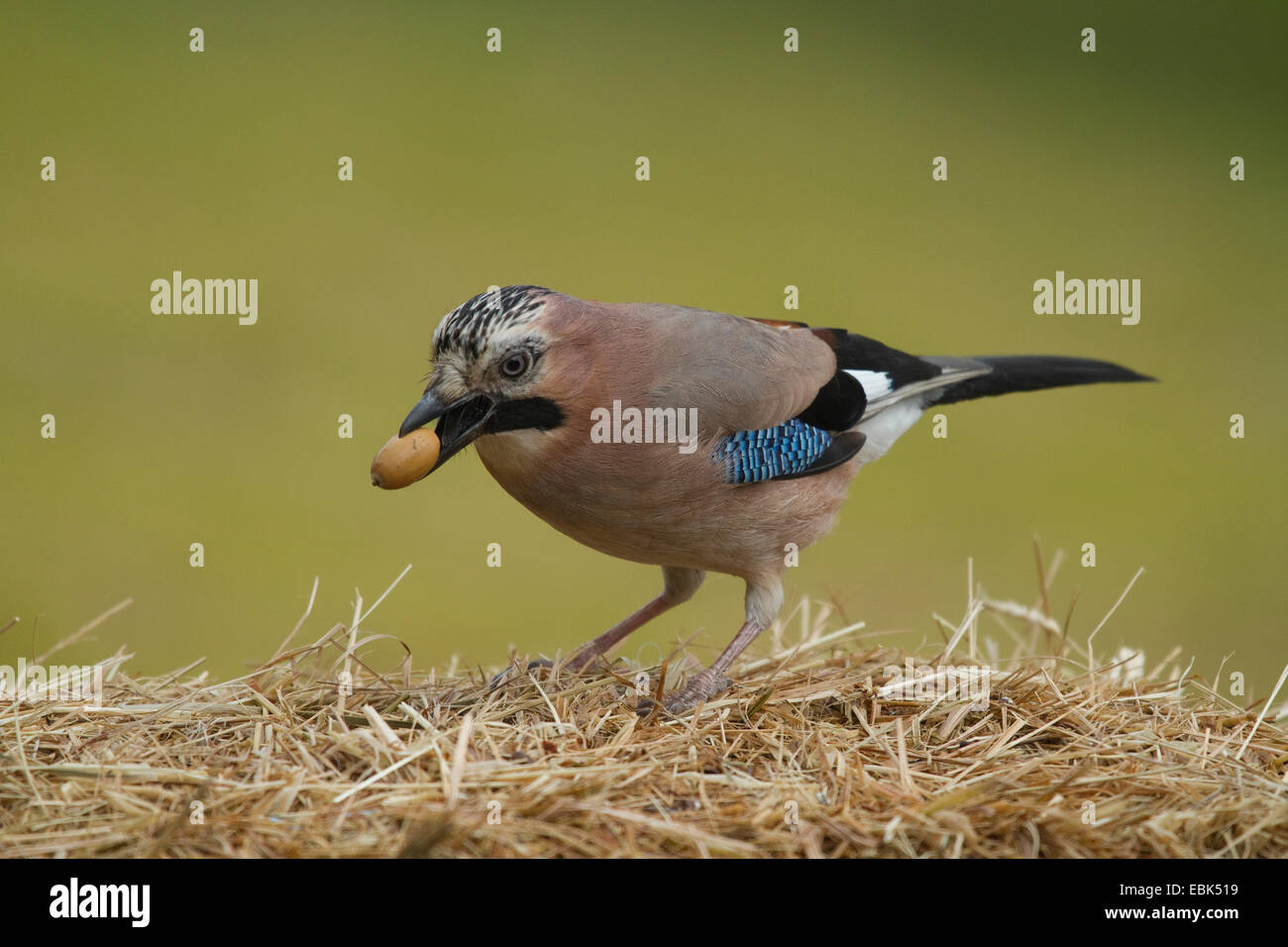 A jay with an acorn in its beak hi-res stock photography and images - Alamy