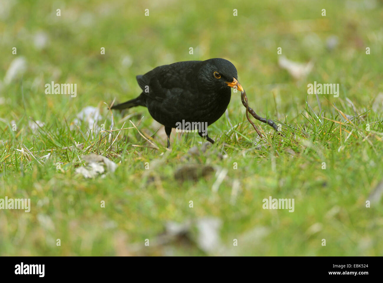 Bird pulling worm hi-res stock photography and images - Alamy