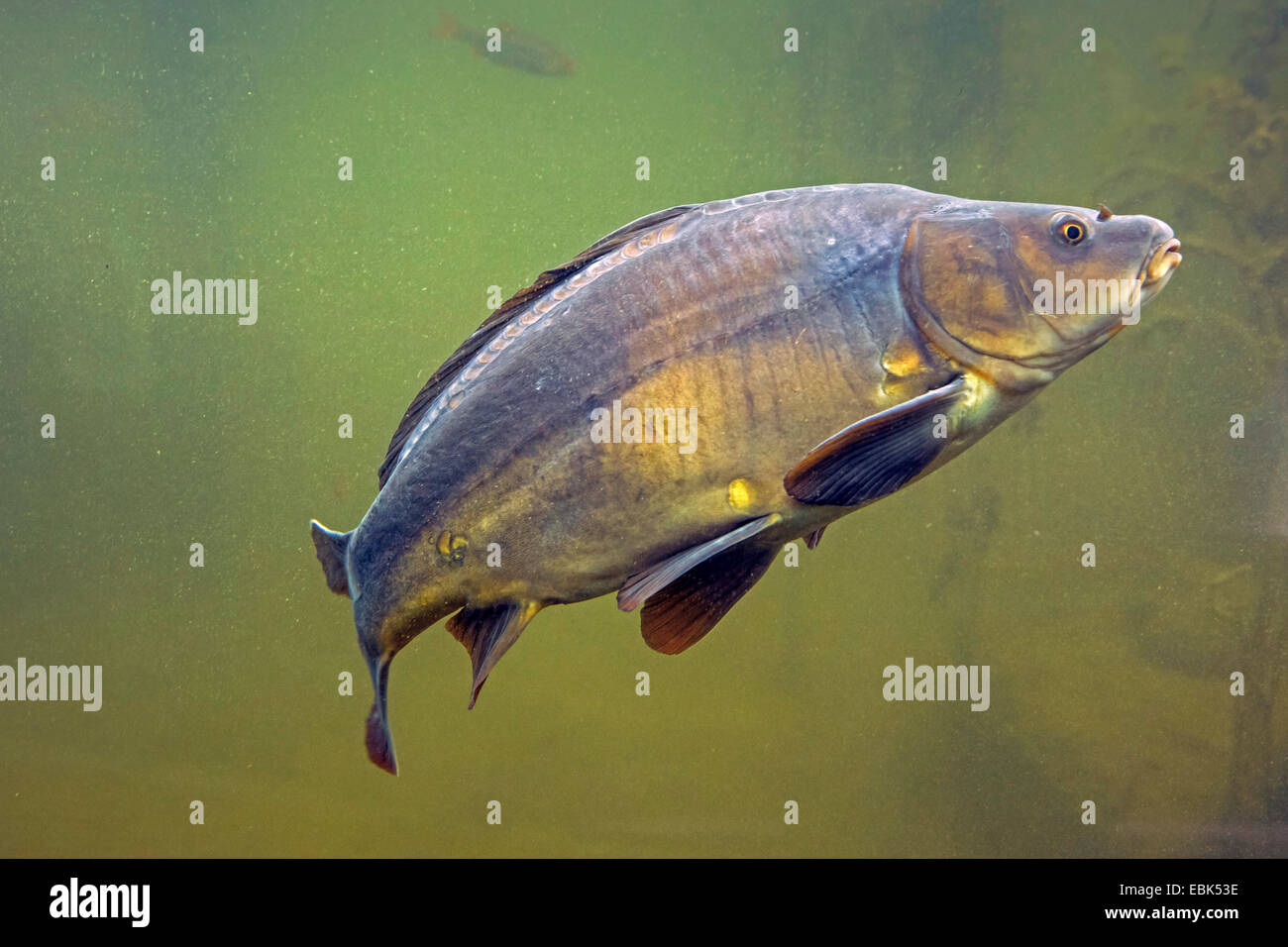 carp, common carp, European carp (Cyprinus carpio), mirror carp ...