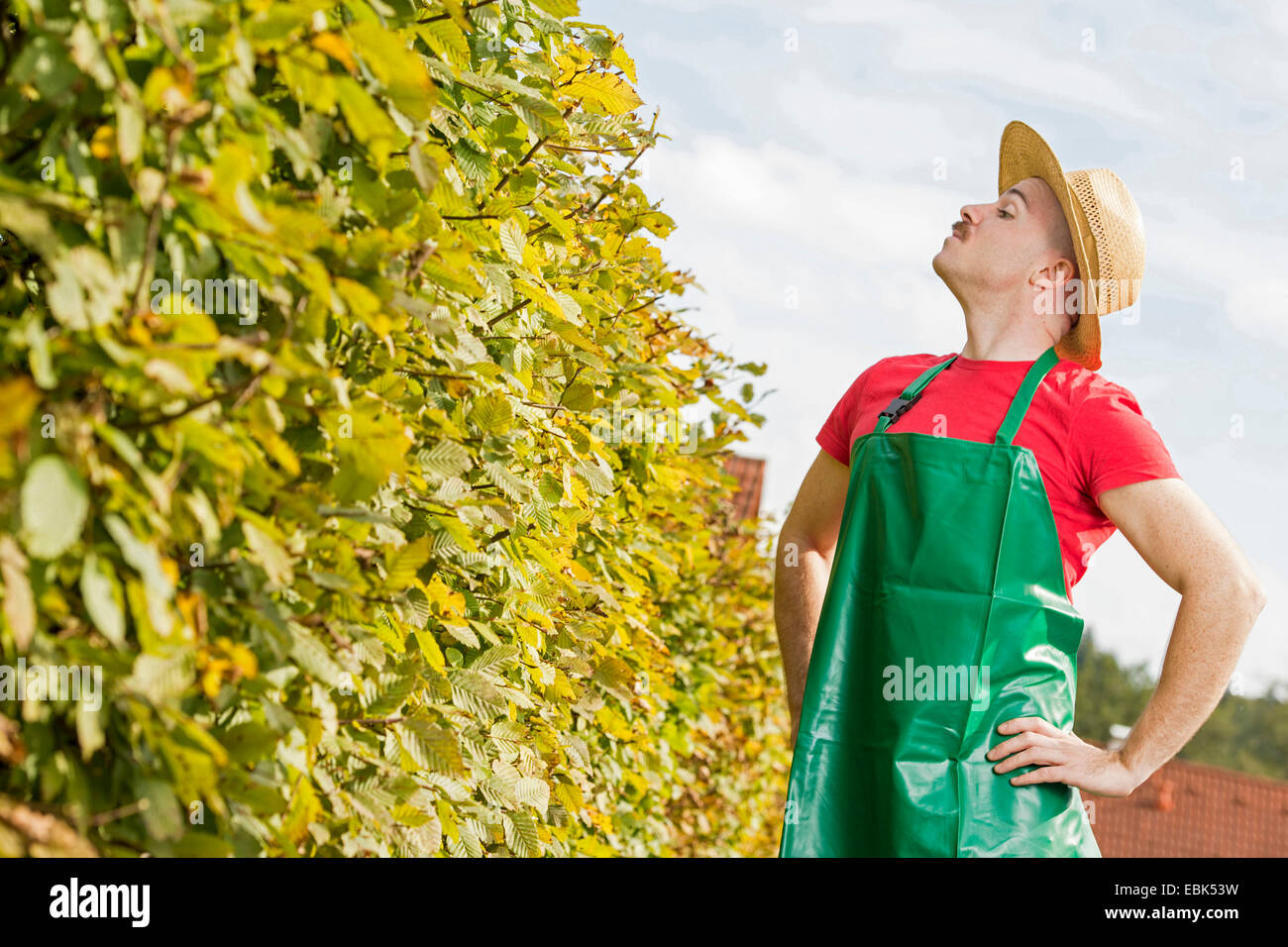 gardener looking curiously over the hedge to the neighbour Stock Photo ...
