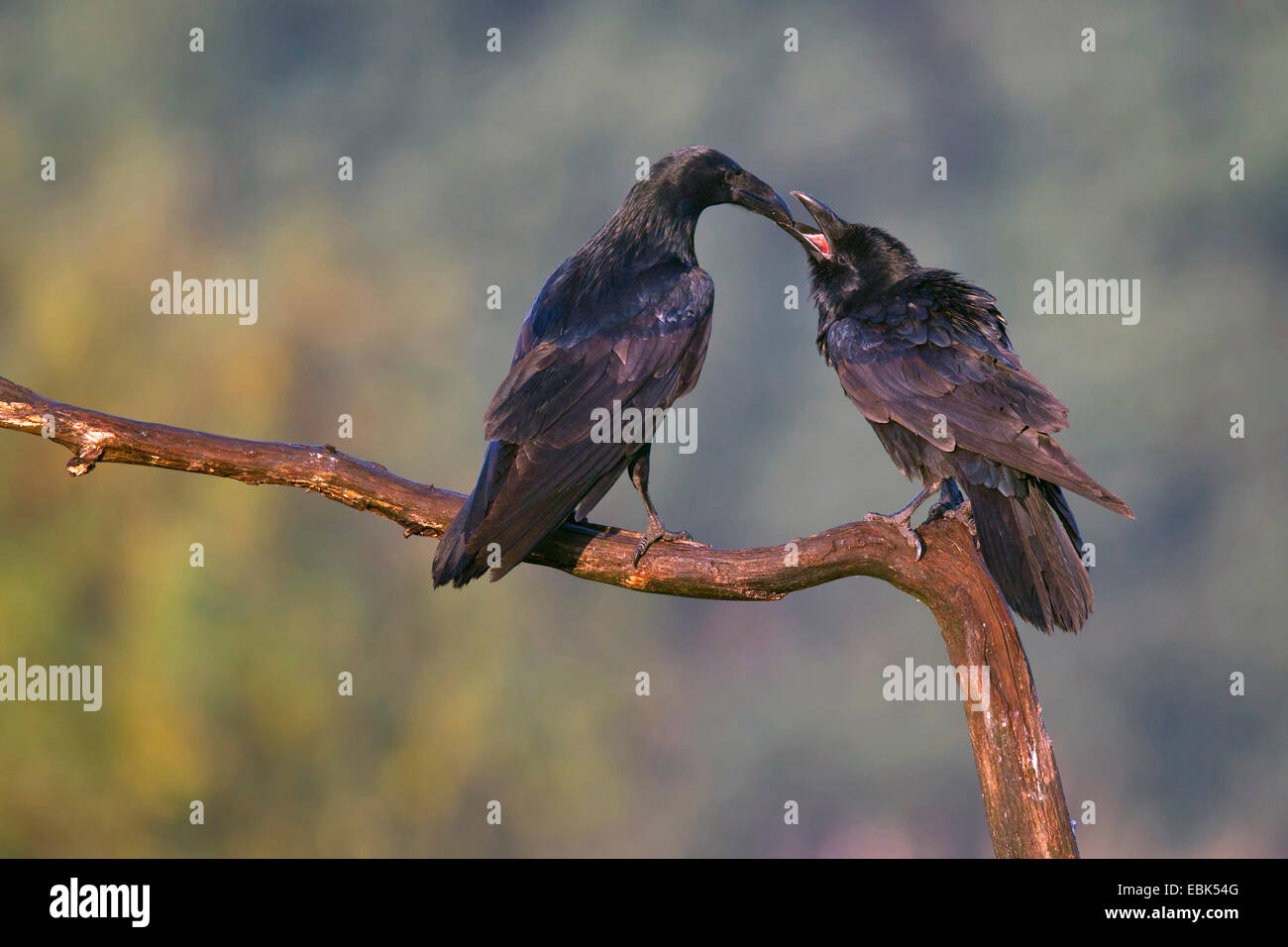 Raven Feeding Young High Resolution Stock Photography and Images - Alamy