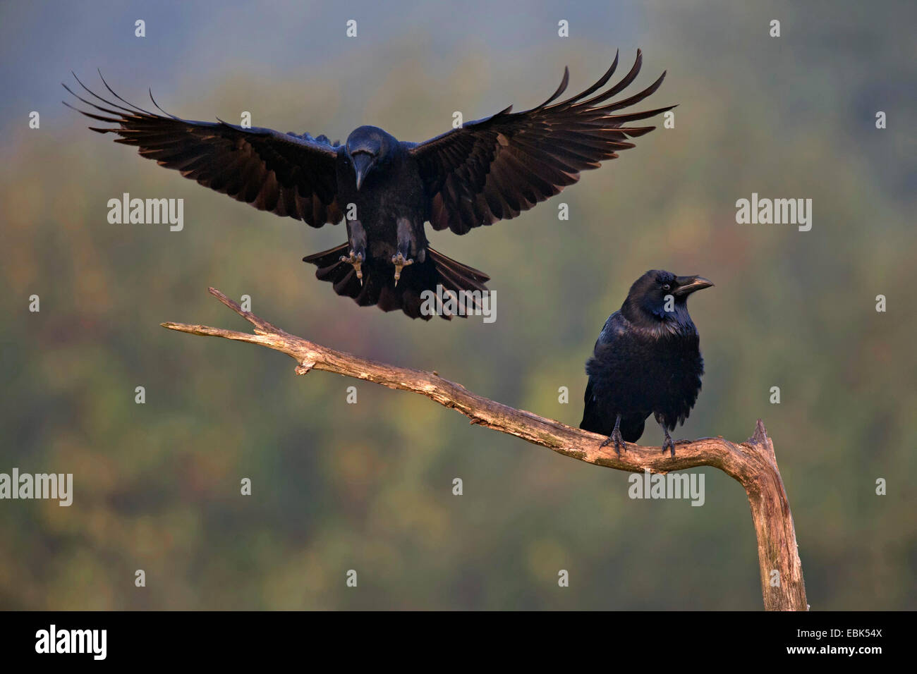 Raven Flying From Tree In Stock Photos & Raven Flying From Tree In ...