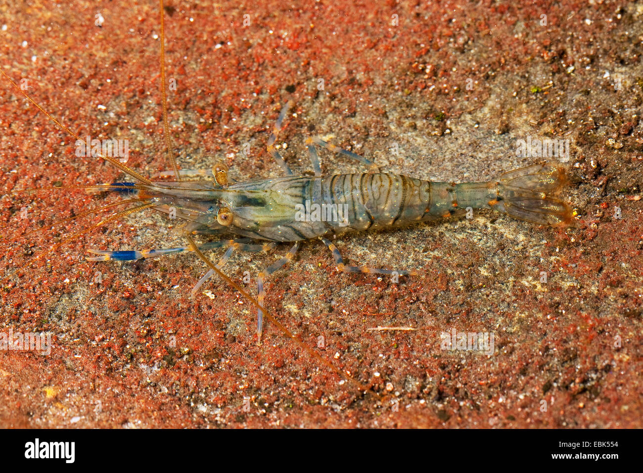 Rockpool prawn, European rock shrimp (Palaemon elegans), sitting on ...