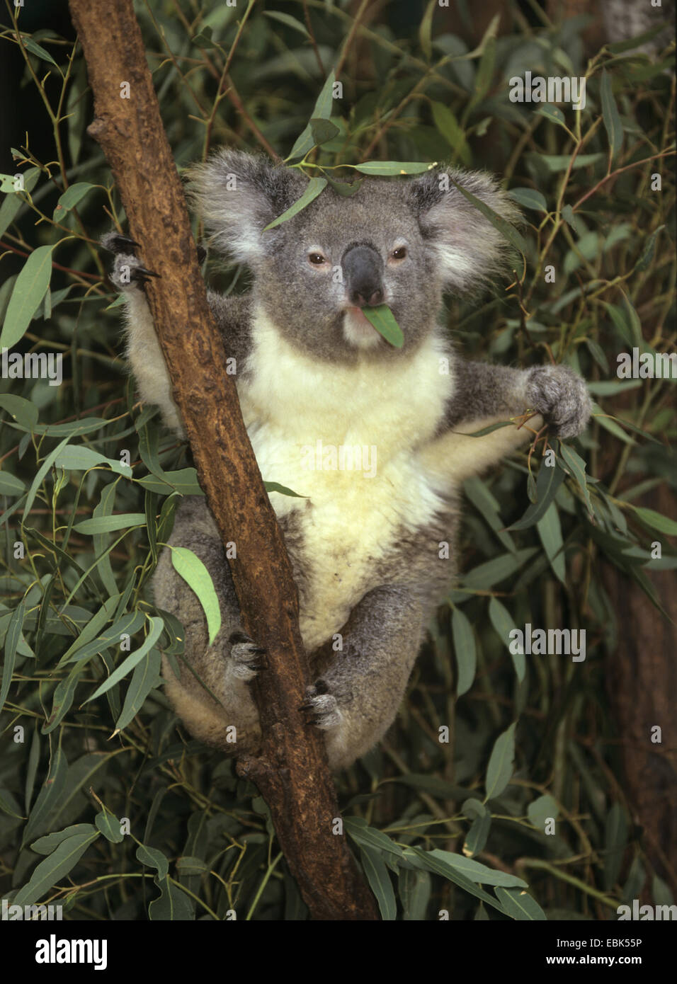 Koala eating eucalyptus leaves hi-res stock photography and images - Alamy