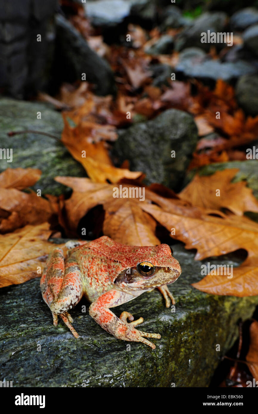 Greek amphibian hi-res stock photography and images - Alamy