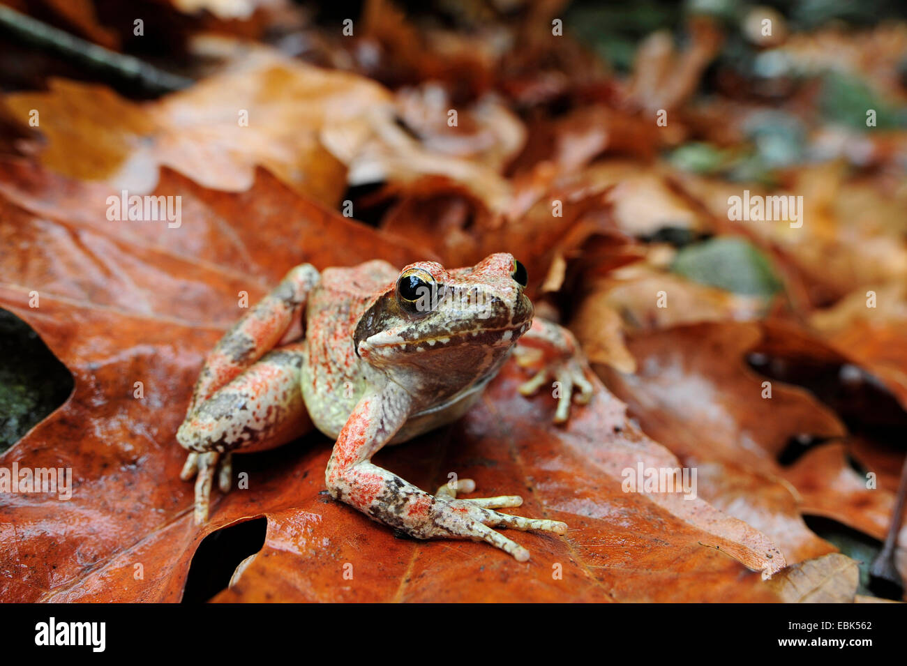 One frog hi-res stock photography and images - Alamy