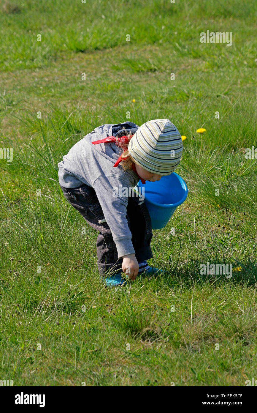 little boy collecting flowers in a meadow, Germany, Lower Saxony Stock ...