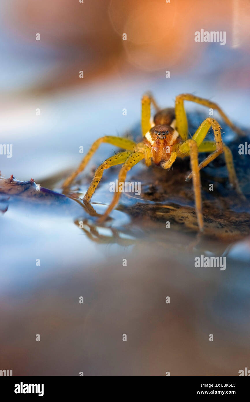 Water Spider Surface Stock Photos & Water Spider Surface Stock Images ...