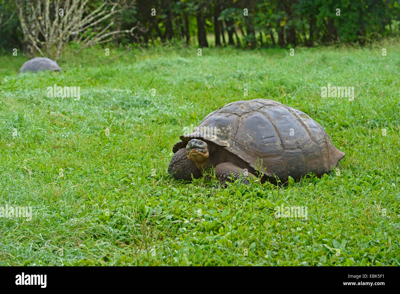 Galapagos tortoise, Galapagos giant tortoise (porteri) (Chelonodis ...