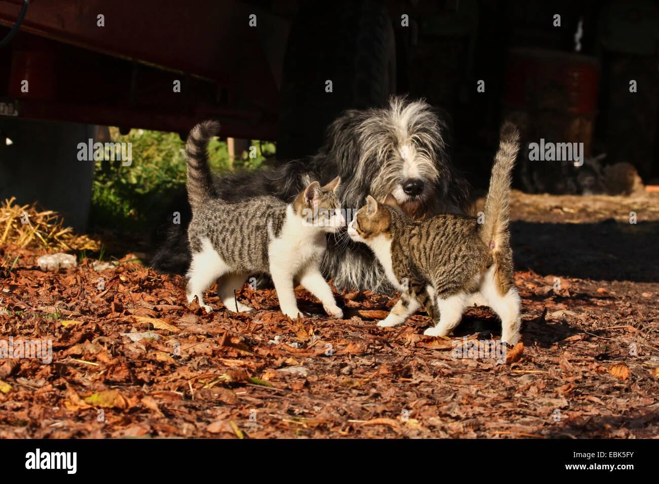 Salutation and cat hi-res stock photography and images - Alamy