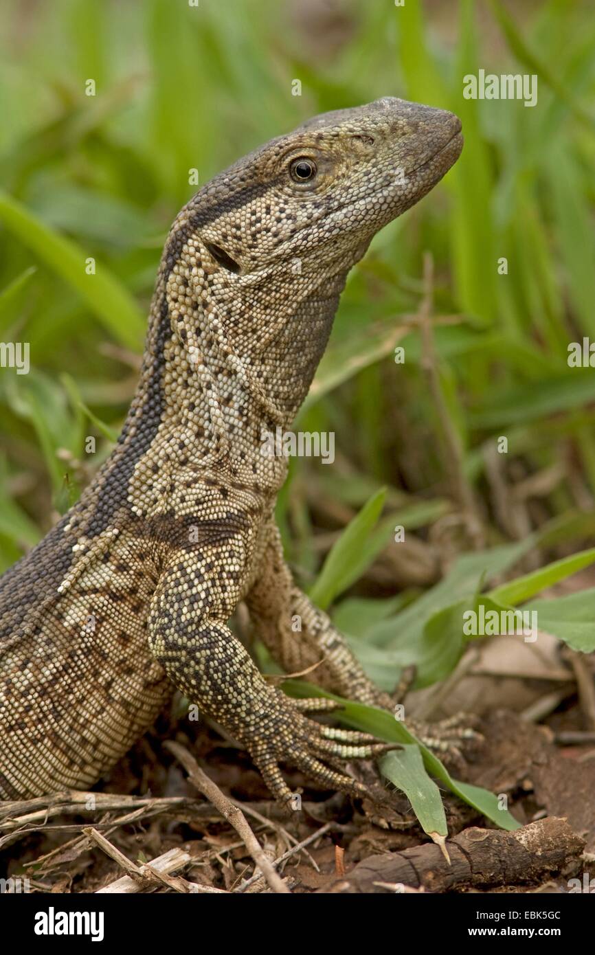Cape monitor, rock monitor, Bosc's monitor, African savannah monitor ...