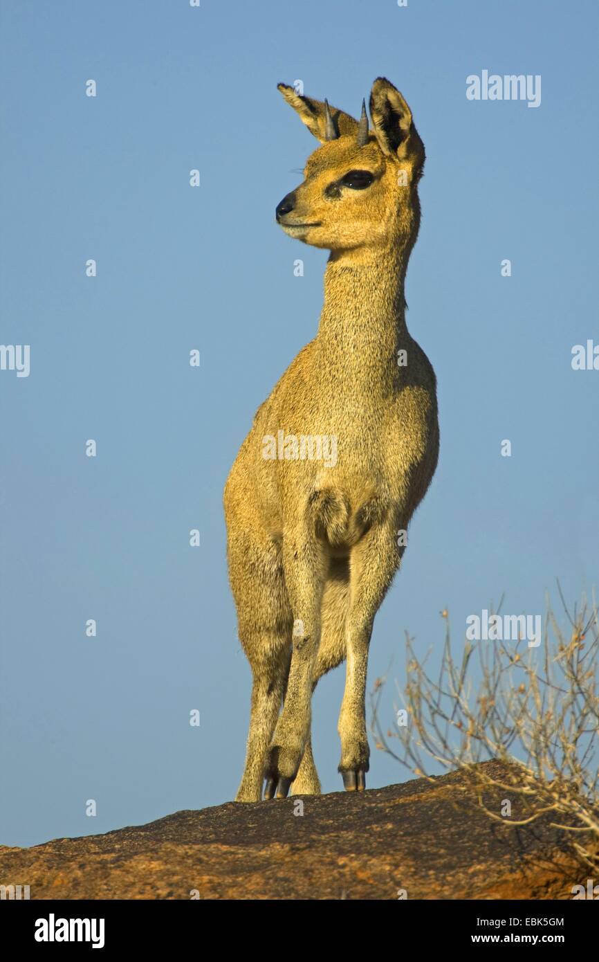 klippspringer (Oreotragus oreotragus), standing on a rock, South Africa ...
