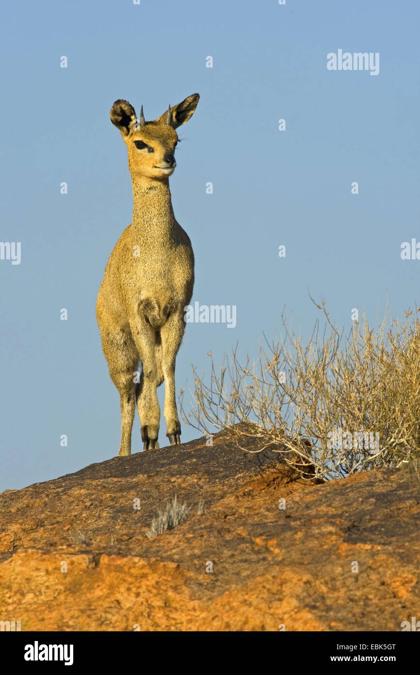 klippspringer (Oreotragus oreotragus), standing on a rock, South Africa ...
