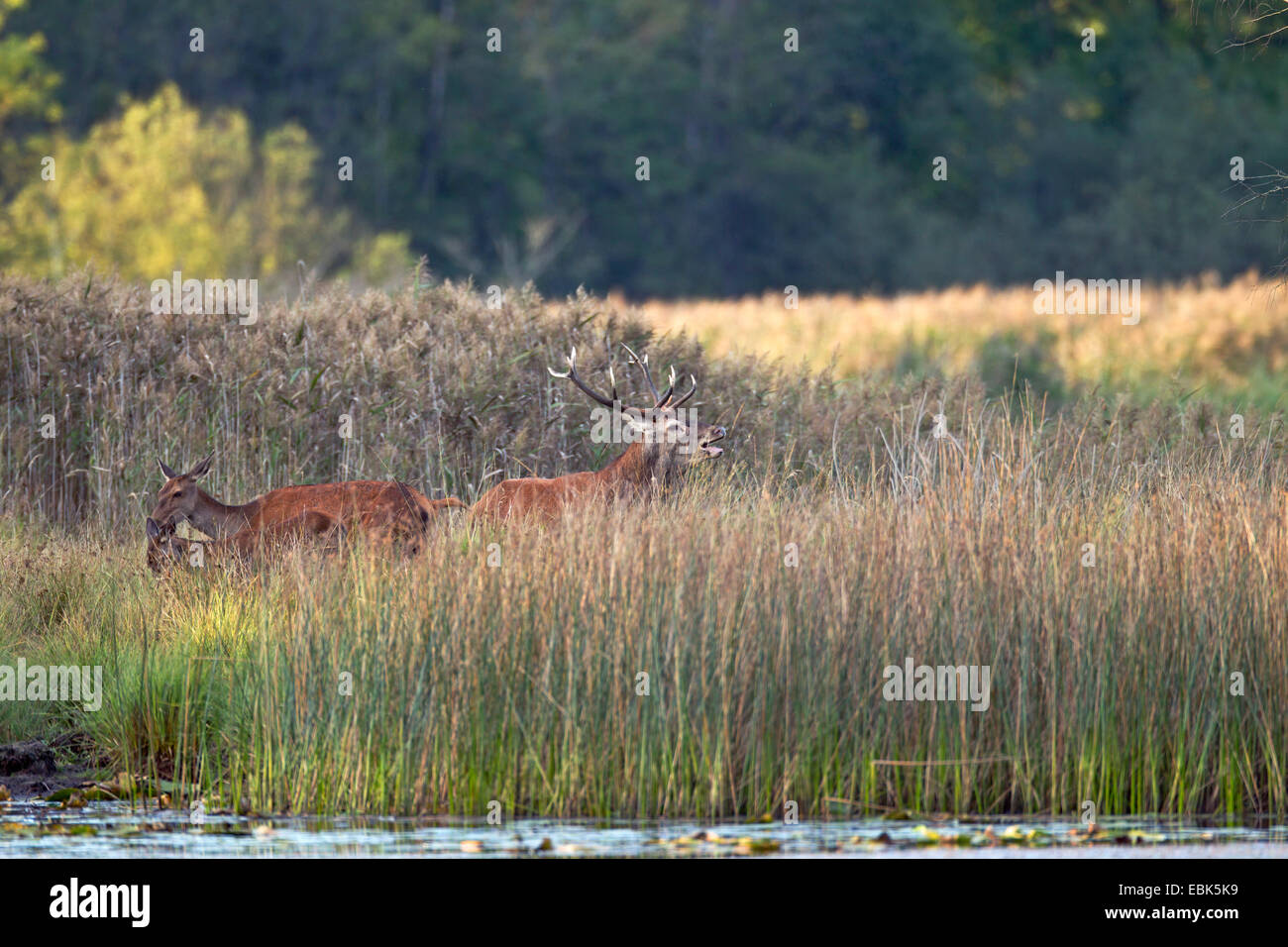 Stag and fawn hi-res stock photography and images - Alamy