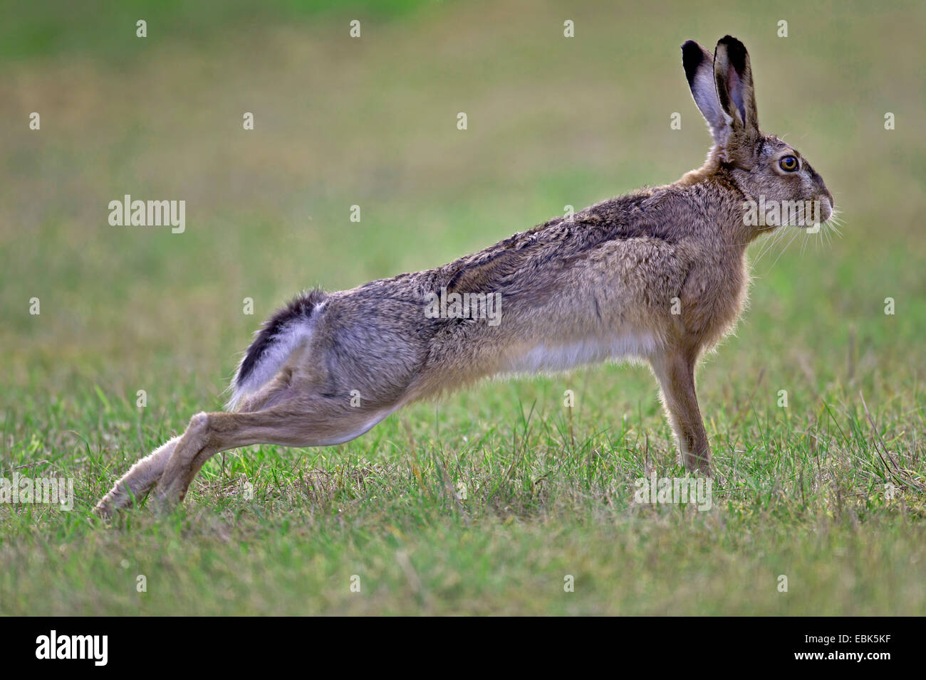 Hare stretching hi-res stock photography and images - Alamy