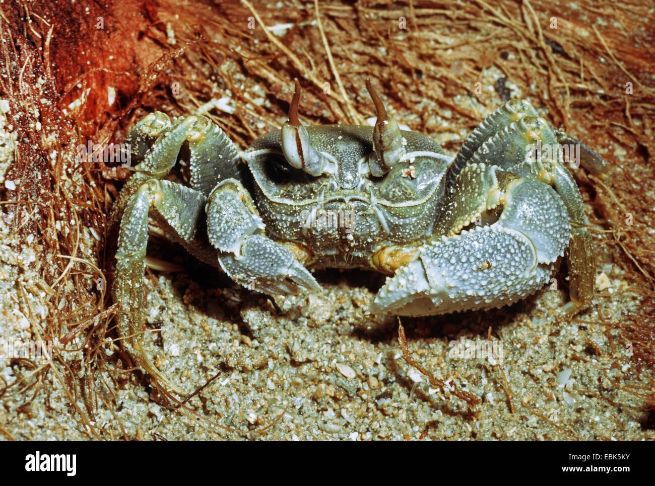 Indo-Pacific ghost crab, horn-eyed ghost crab (Ocypode ceratophthalma ...