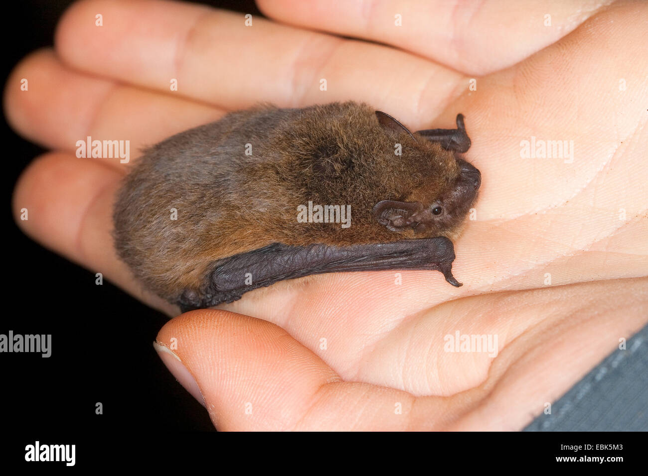 common pipistrelle (Pipistrellus pipistrellus), held in a hand, Germany ...