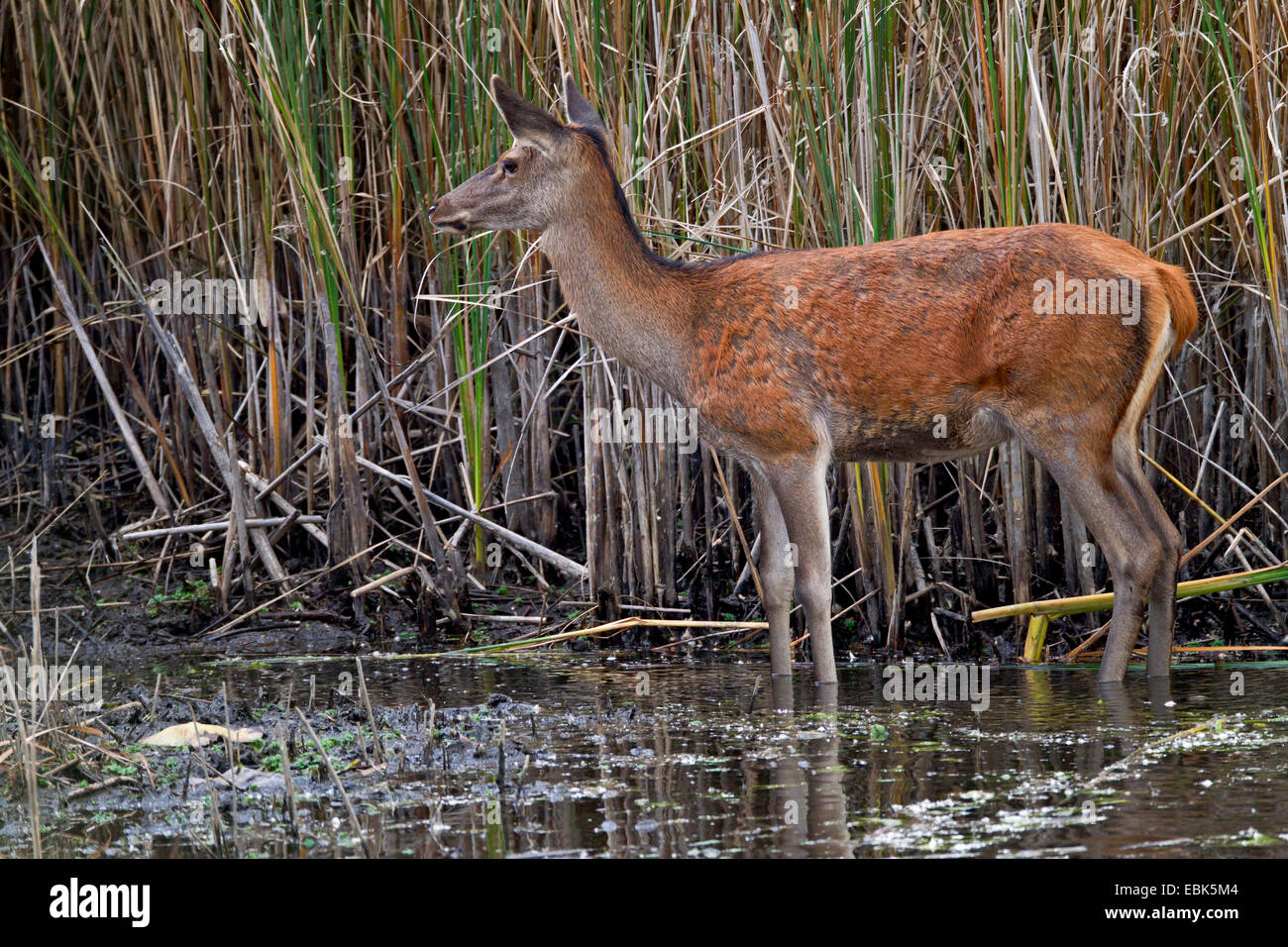Deer Mixed With Cow